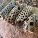 SET OF 2 Cholla Skeleton Pieces | Cactus Decor | Rustic Home Decor ...