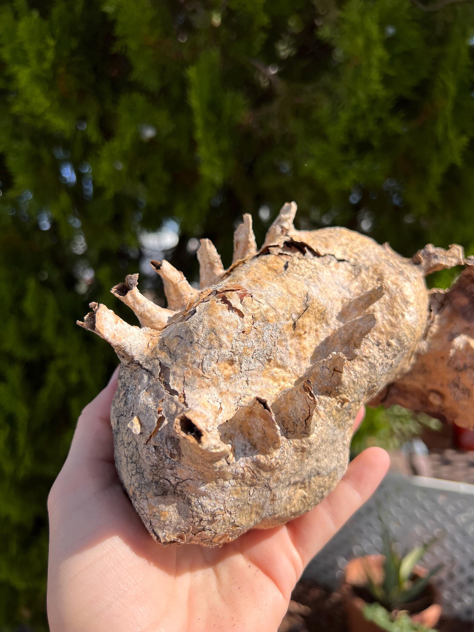 SET OF 2 Unique Saguaro Boots Rustic Home Decor Arizona Desert ...