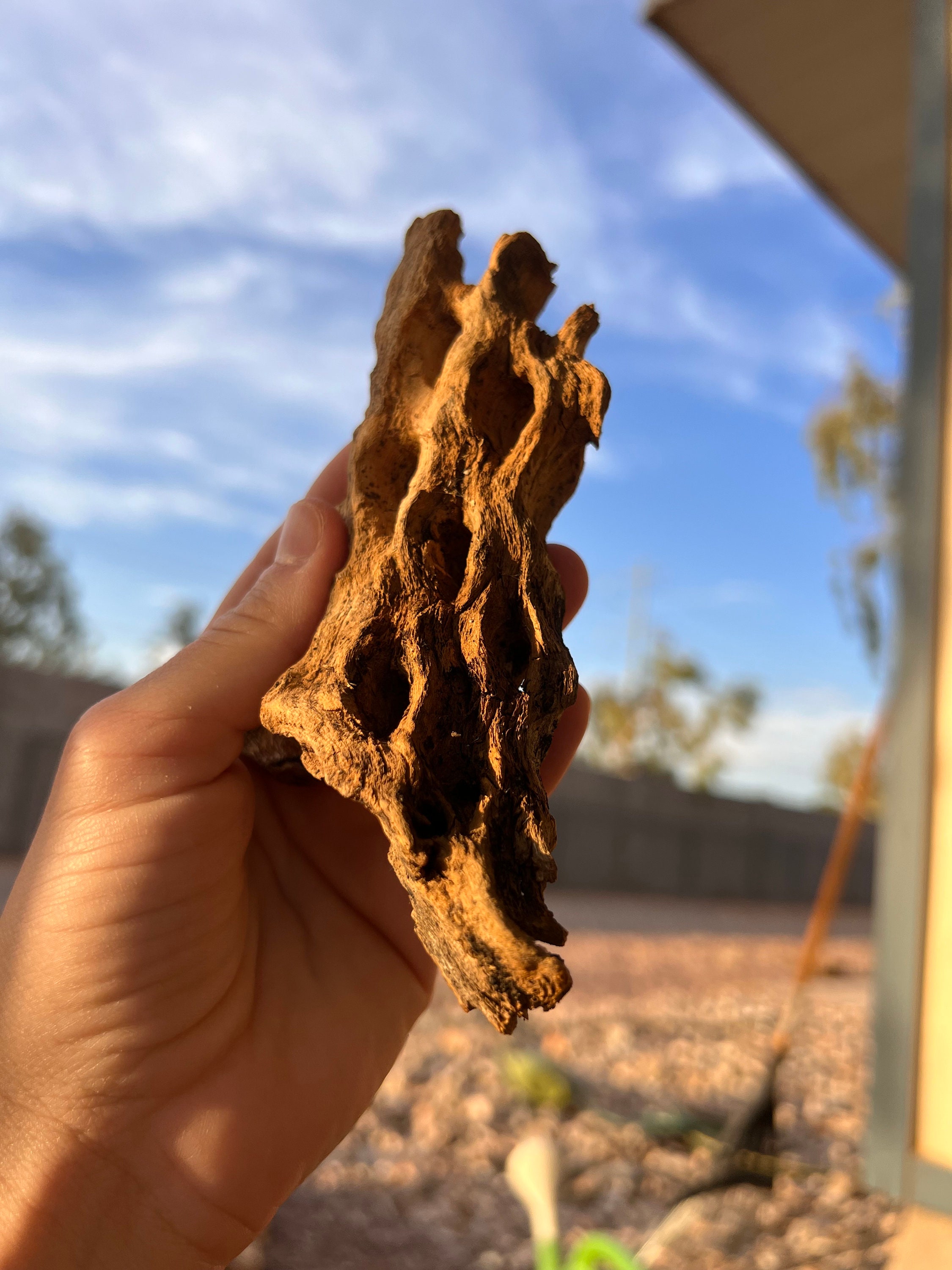 SET OF 3 Cholla Skeleton Pieces Cactus Decor Rustic Home - Etsy