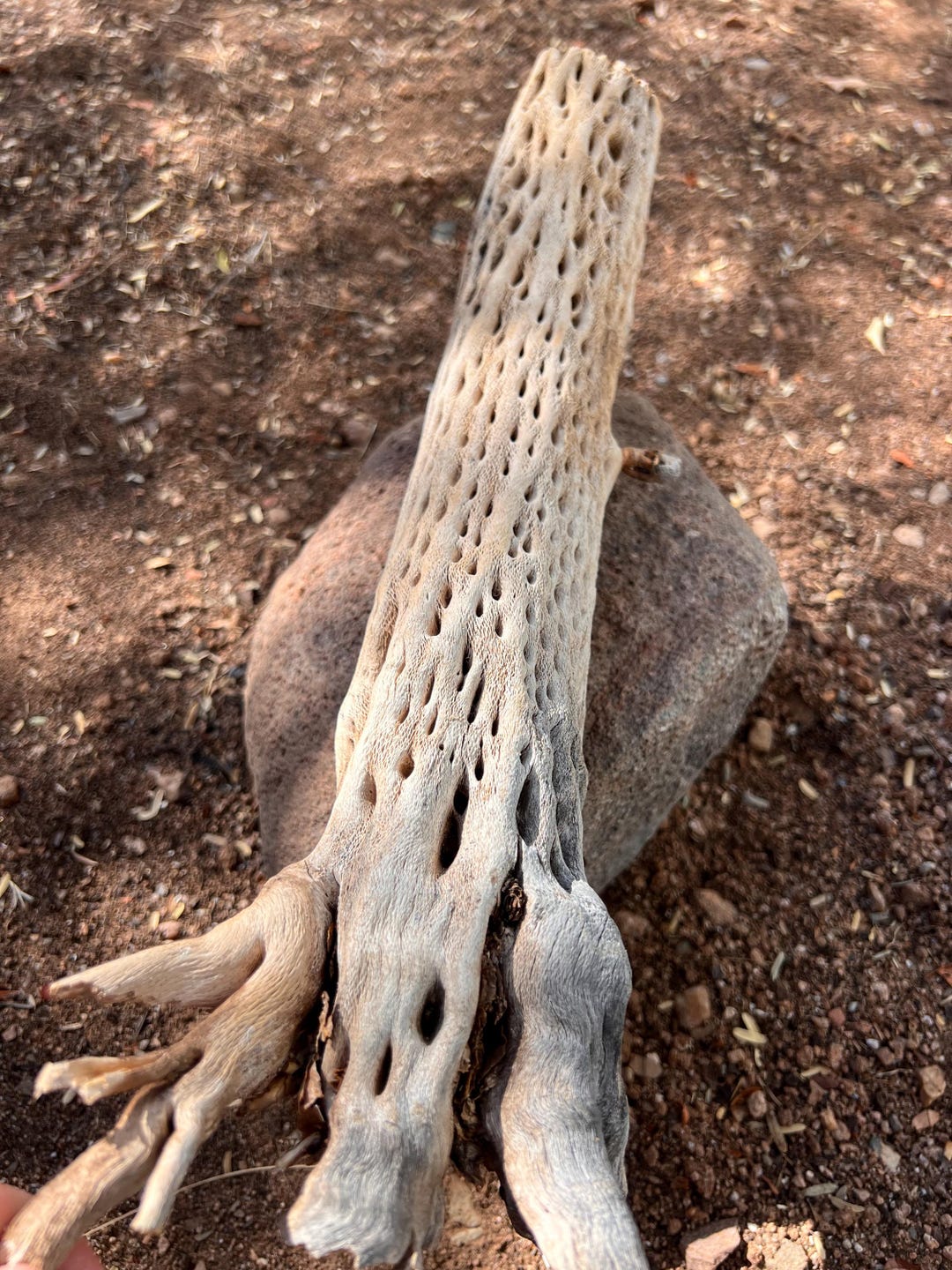 17" Long Cholla Skeleton Piece | Cactus Decor | Rustic Home Decor ...