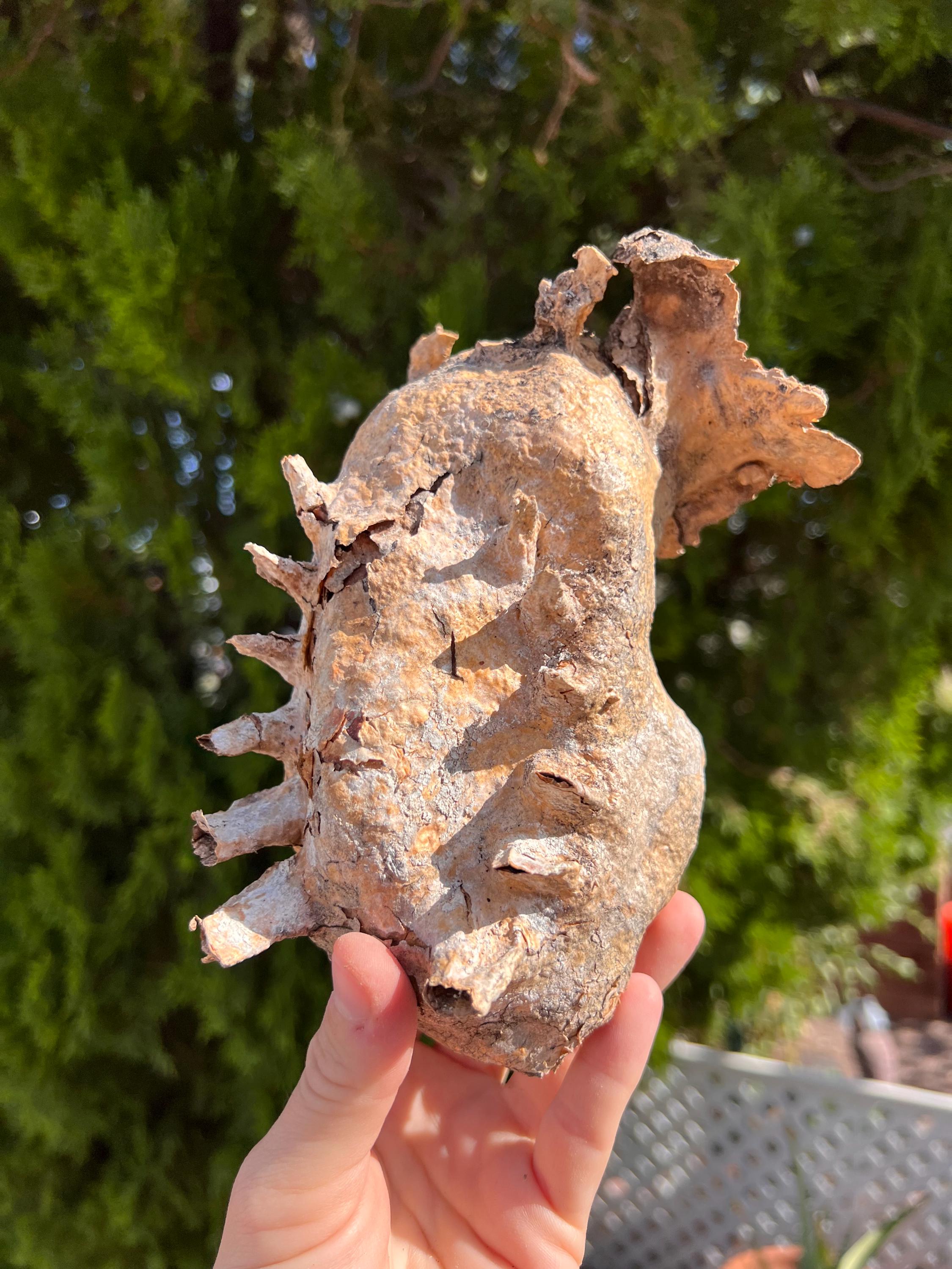 SET OF 2 Unique Saguaro Boots Rustic Home Decor Arizona Desert ...