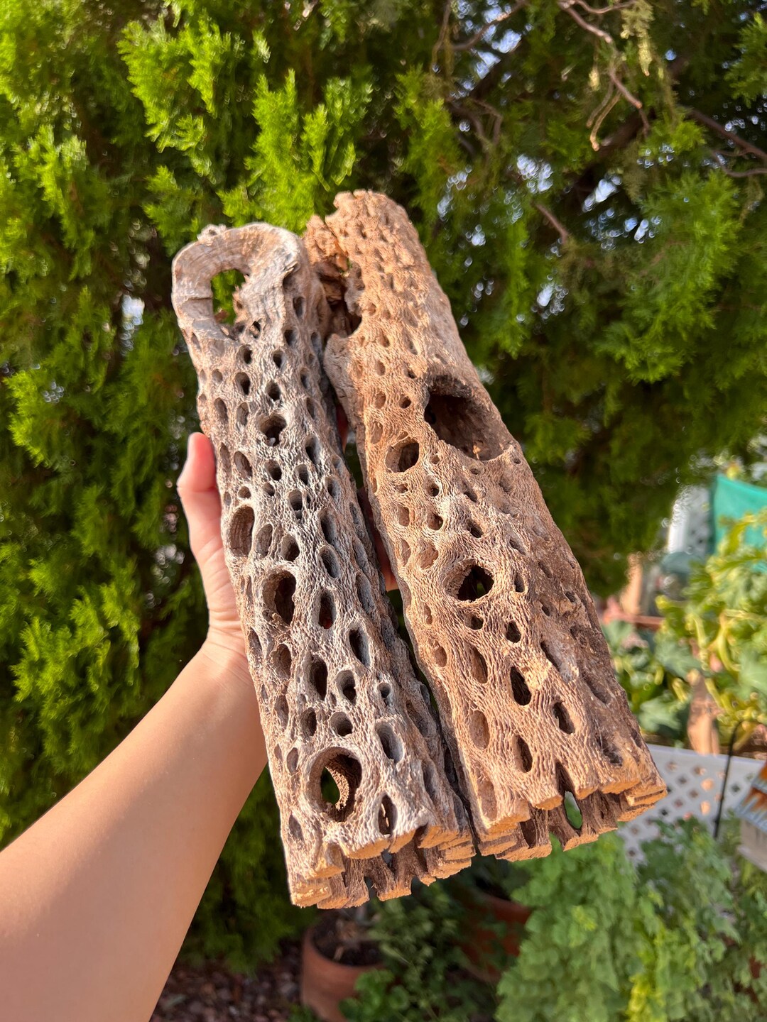 SET OF 2 Cholla Skeleton | Cactus Decor | Rustic Home Decor | Arizona ...