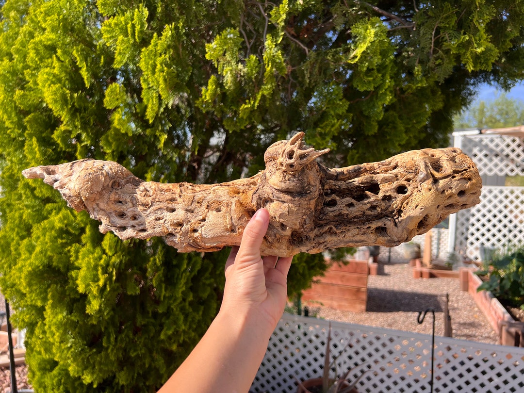 20 Unique Cholla Skeleton Piece Cactus Decor Rustic Home Decor Arizona ...