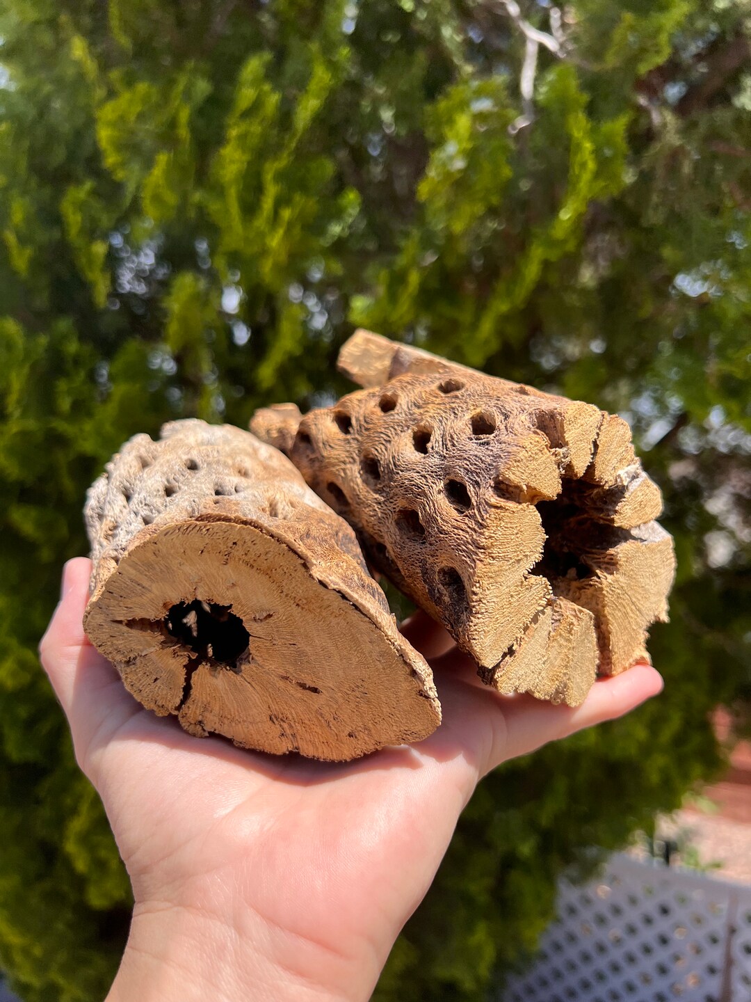 SET OF 2 Cholla Skeletons | Cactus Decor | Rustic Home Decor | Arizona ...