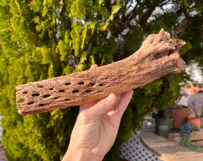 Cholla Skeleton Piece | Cactus Decor | Rustic Home Decor | Arizona ...