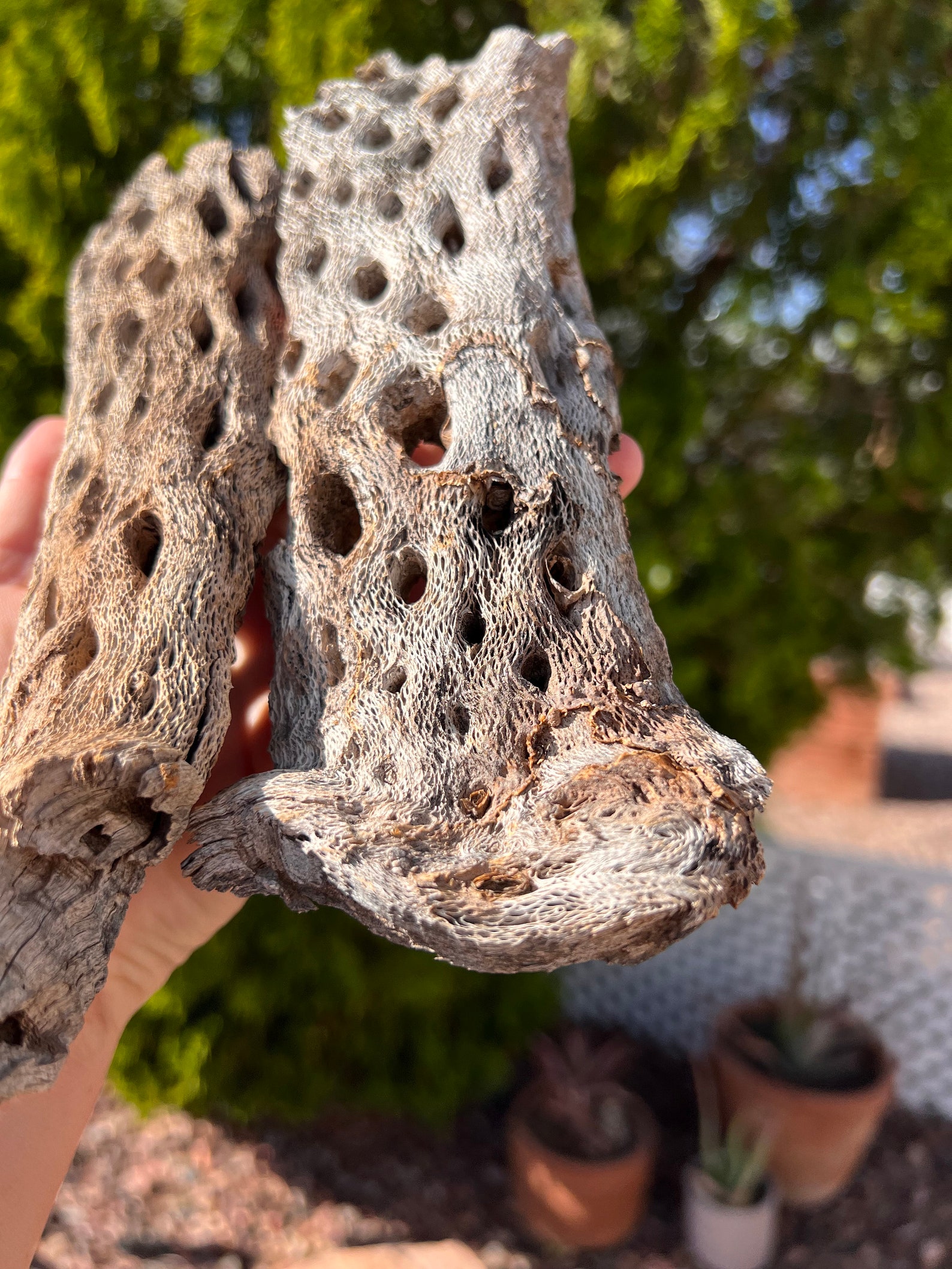 SET OF 2 Cholla Skeleton Pieces Cactus Decor Rustic Home Decor Arizona ...