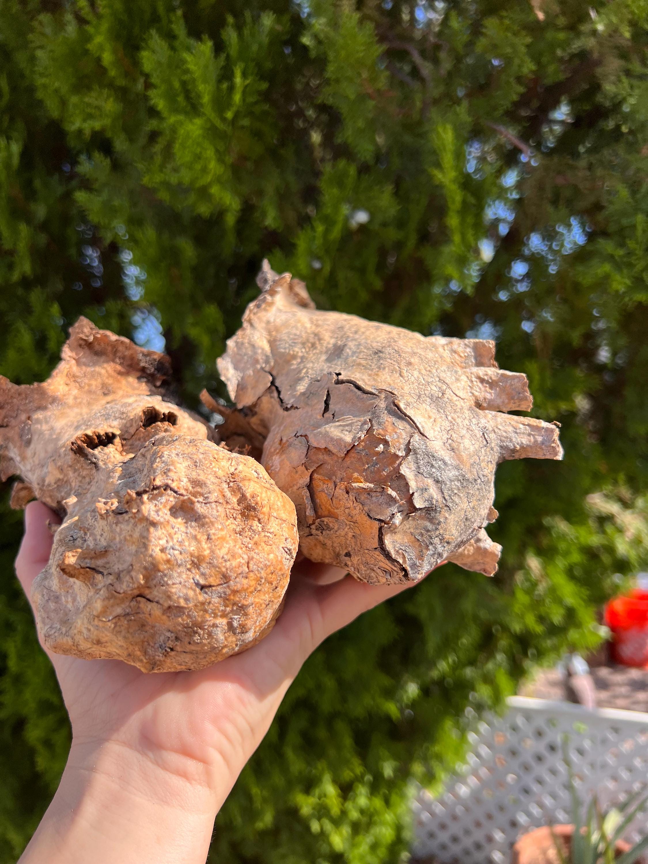 SET OF 2 Unique Saguaro Boots Rustic Home Decor Arizona Desert ...
