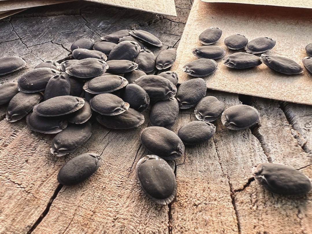 25+ Organic Loofah Seeds | FREE SHIPPING | Luffa | Non-gmo Seeds | 2022 ...