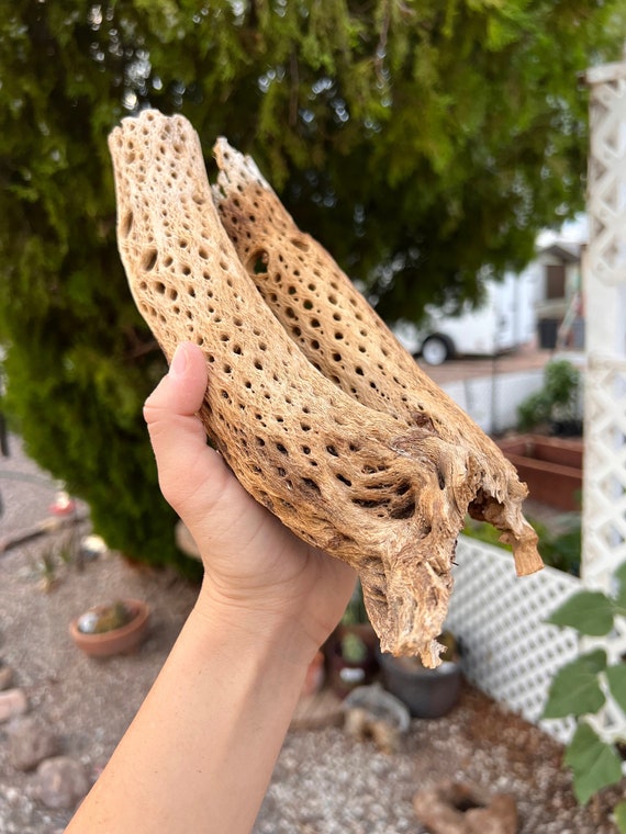 Cholla Cactus Skeleton