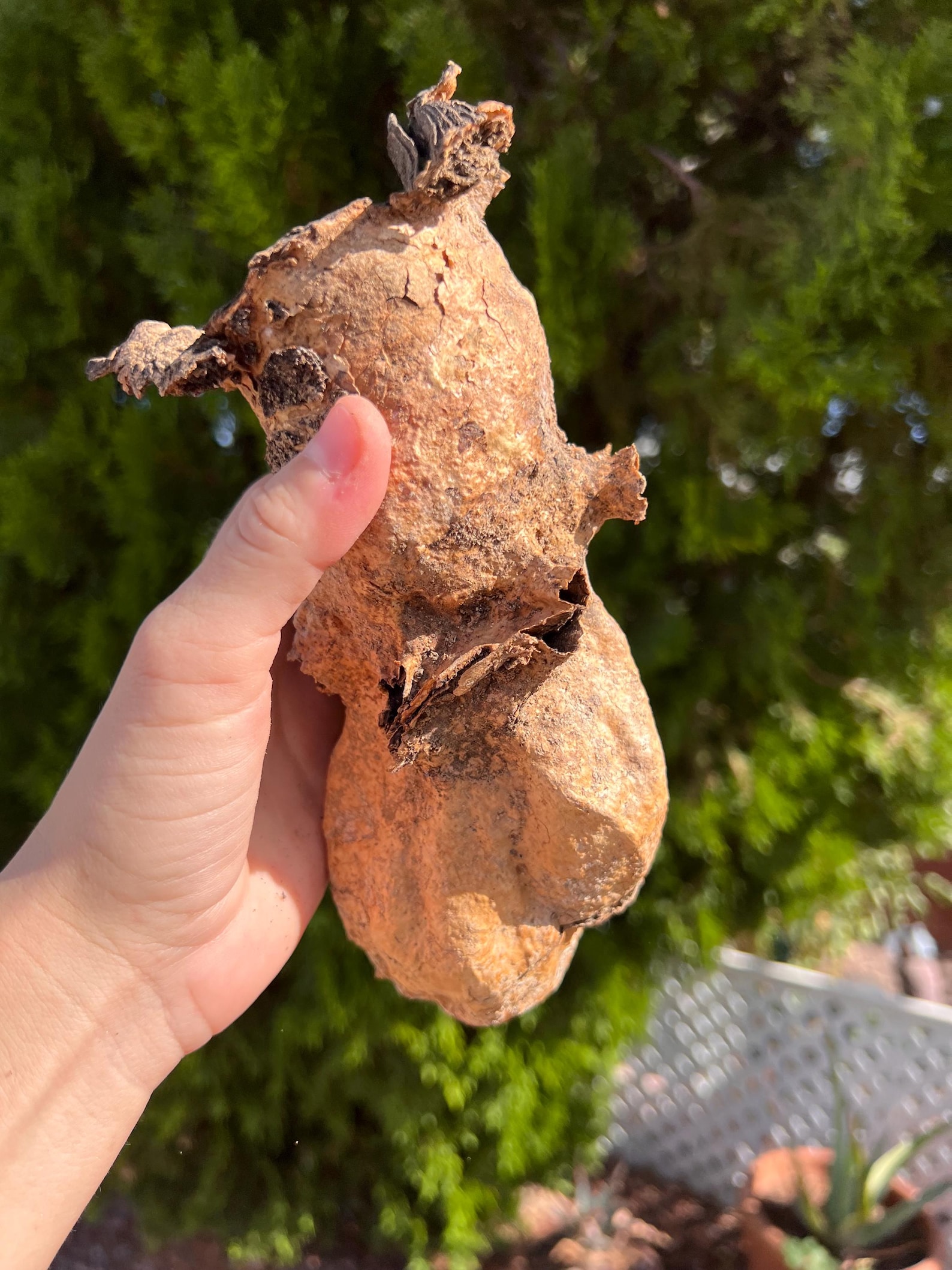 SET OF 2 Unique Saguaro Boots Rustic Home Decor Arizona Desert ...