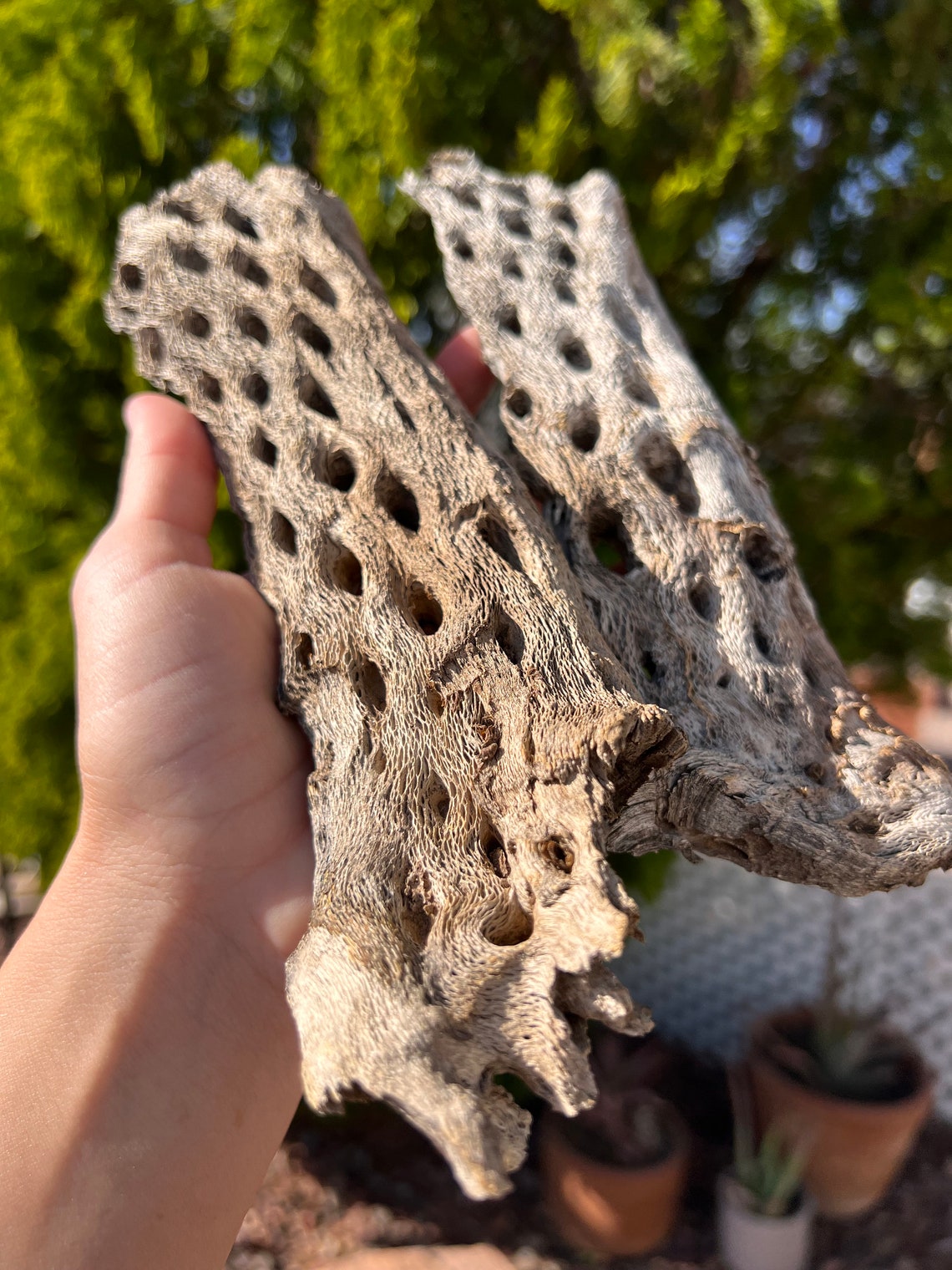 SET OF 2 Cholla Skeleton Pieces Cactus Decor Rustic Home Decor Arizona ...