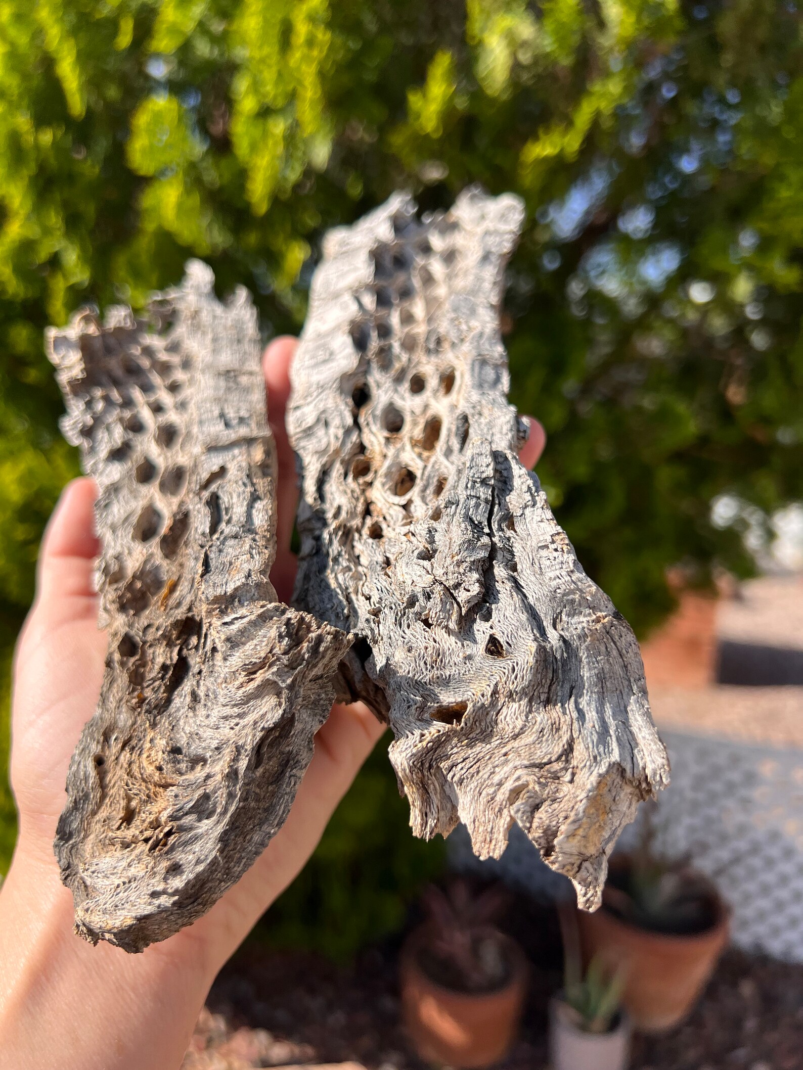 SET OF 2 Cholla Skeleton Pieces Cactus Decor Rustic Home Decor Arizona ...