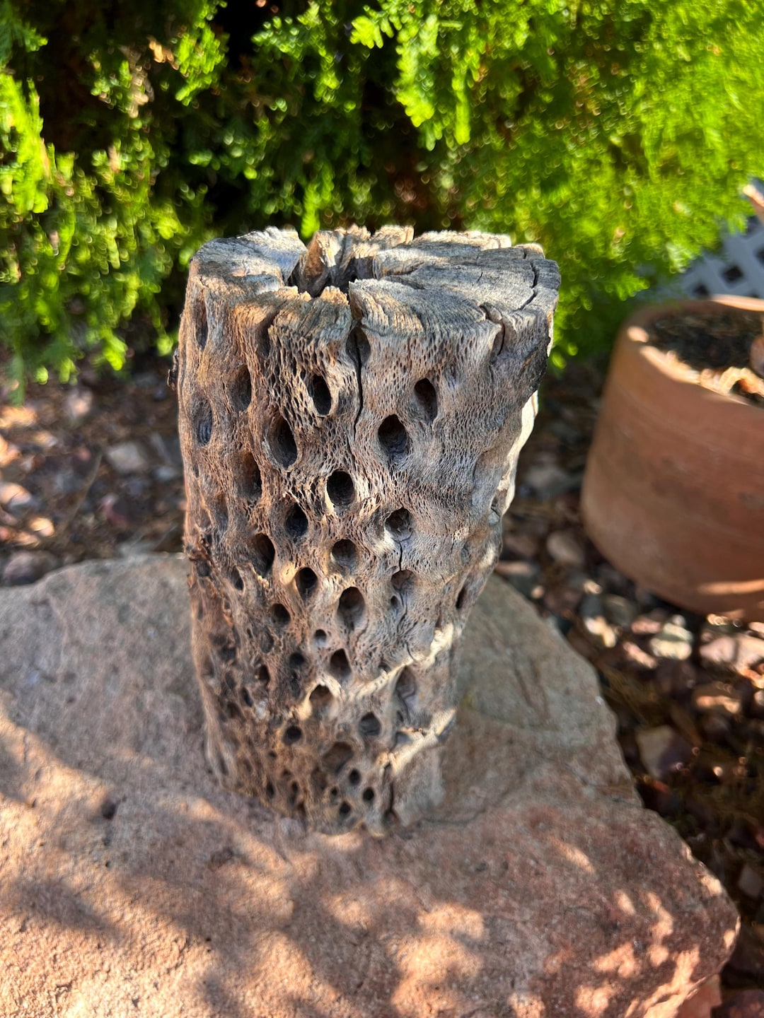 HEAVY DUTY Cholla Skeleton Cactus Decor Rustic Home Decor Arizona Gifts ...