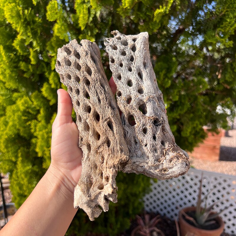 Cholla Wood - Etsy