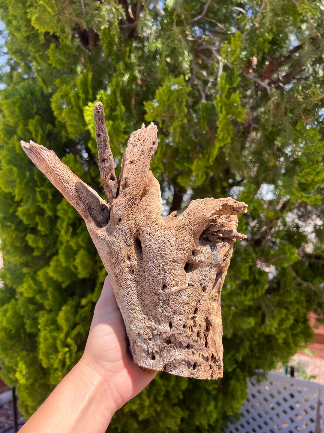 Unique Cholla Skeleton Piece Cactus Decor Rustic Home Decor Arizona ...