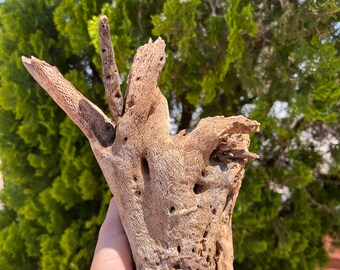 Unique Cholla Skeleton Piece Centerpiece Cactus Decor Rustic Home Decor ...