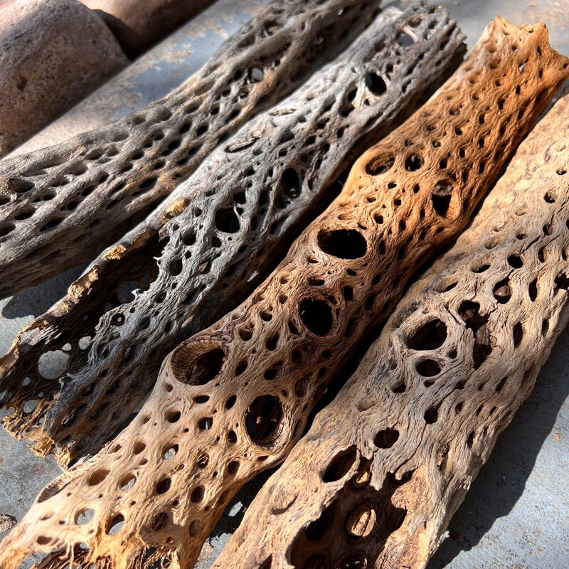 Cactus Skeleton - Etsy