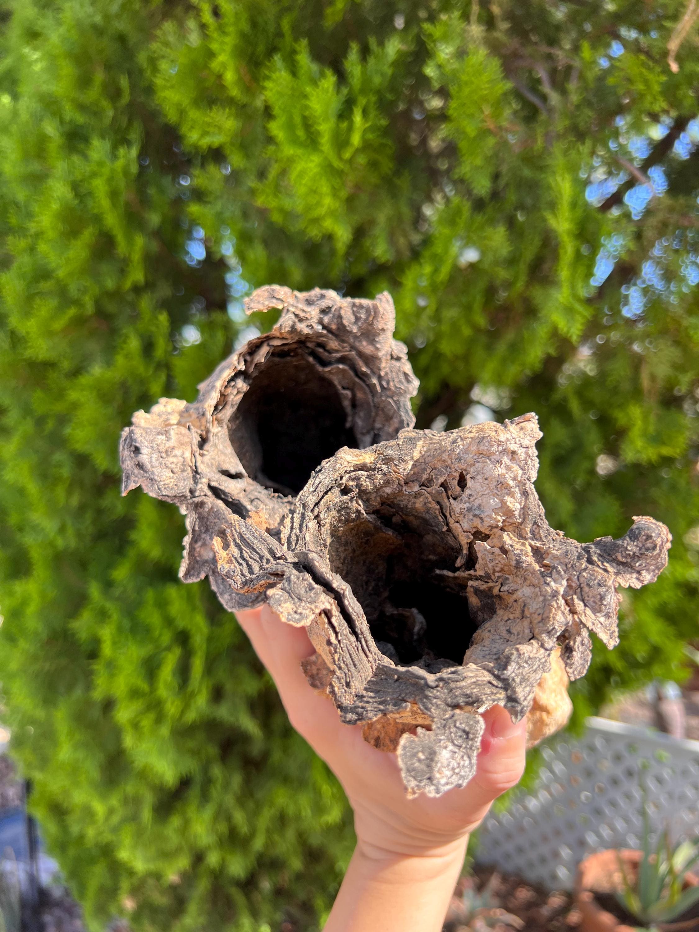 SET OF 2 Unique Saguaro Boots Rustic Home Decor Arizona Desert ...