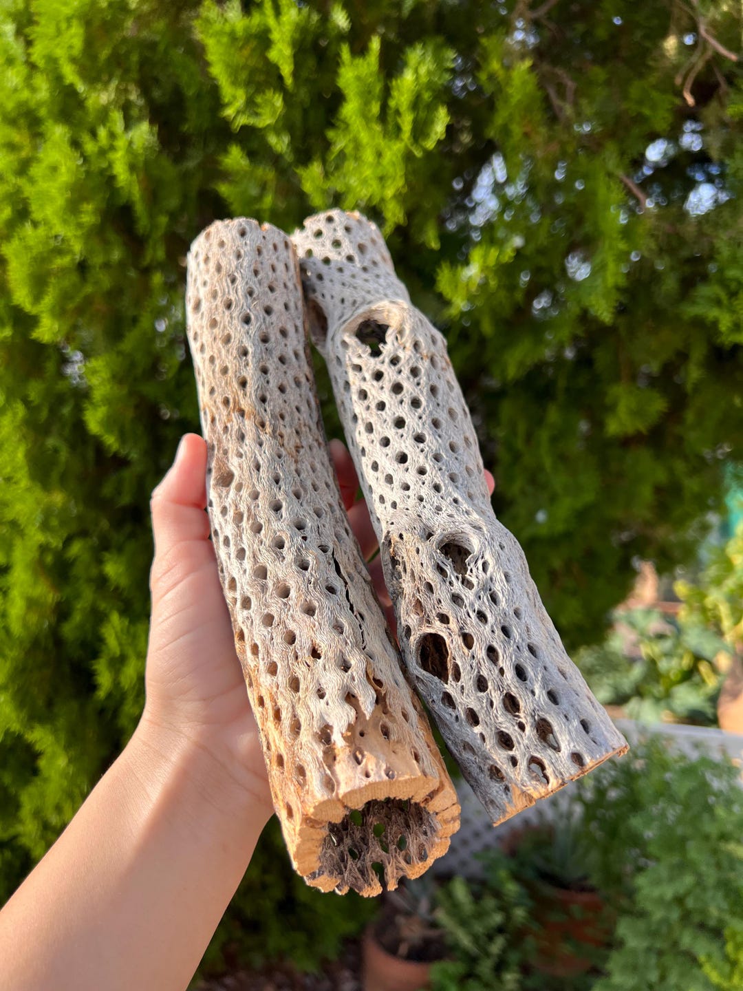 SET OF 2 Cholla Skeletons Cactus Decor Rustic Home Decor Arizona Gifts ...