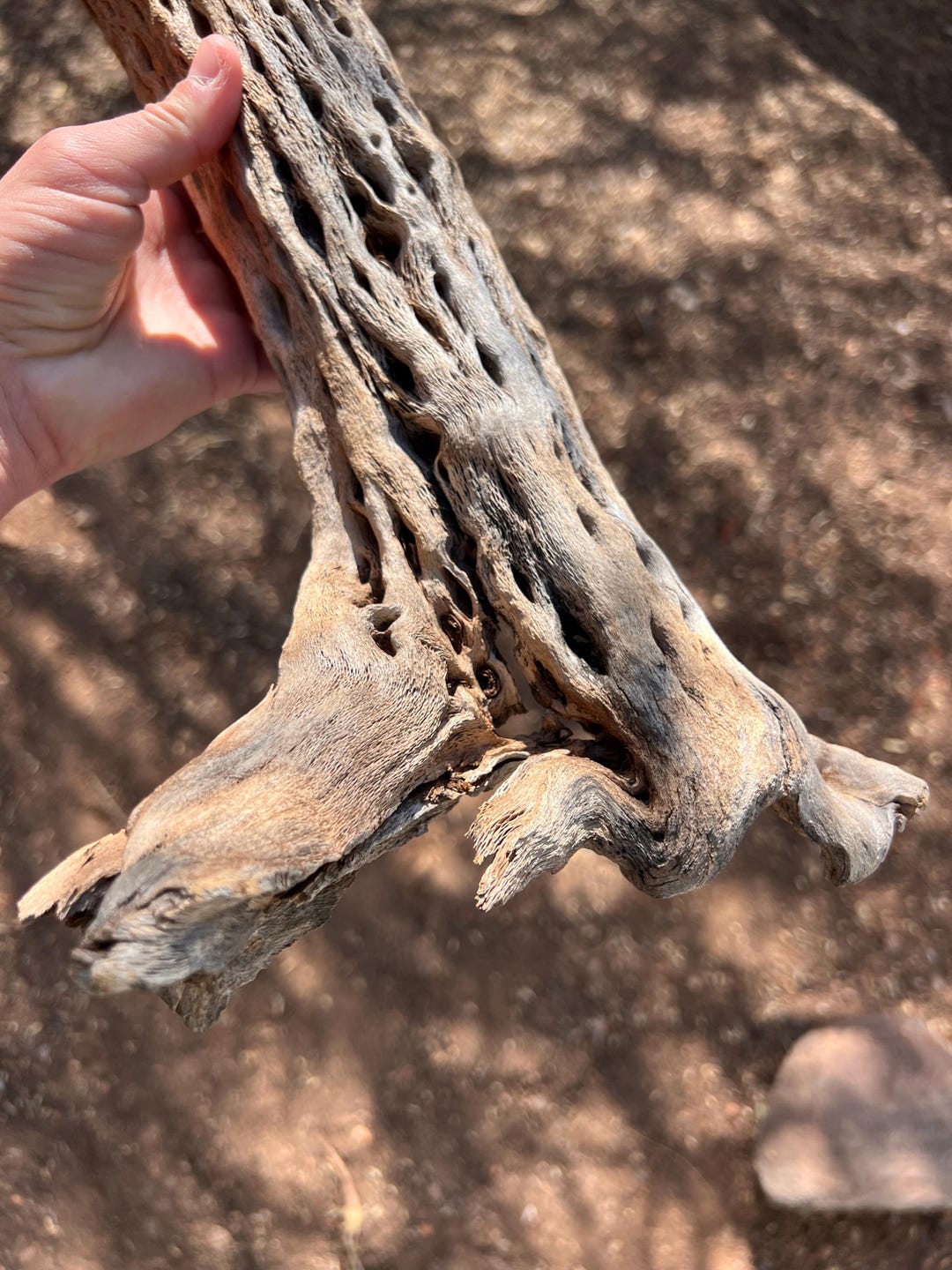 20" Heavy Duty Cholla Skeleton | Cactus Decor | Rustic Home Decor ...