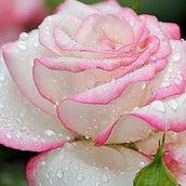 Rose Valerie 10. 50. 250 or 1000 Seeds, Sowing Instructions in Item ...