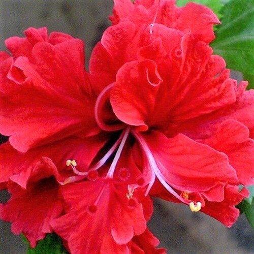 Dinnerplate Hibiscus Mousse 10 50 250 Or 1000 Seeds Sowing