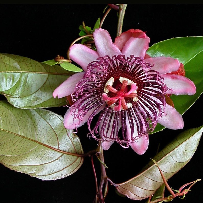 Very Rare PASSIFLORA AMBIGUA Passion Vine 10 or 50 Seeds | Etsy