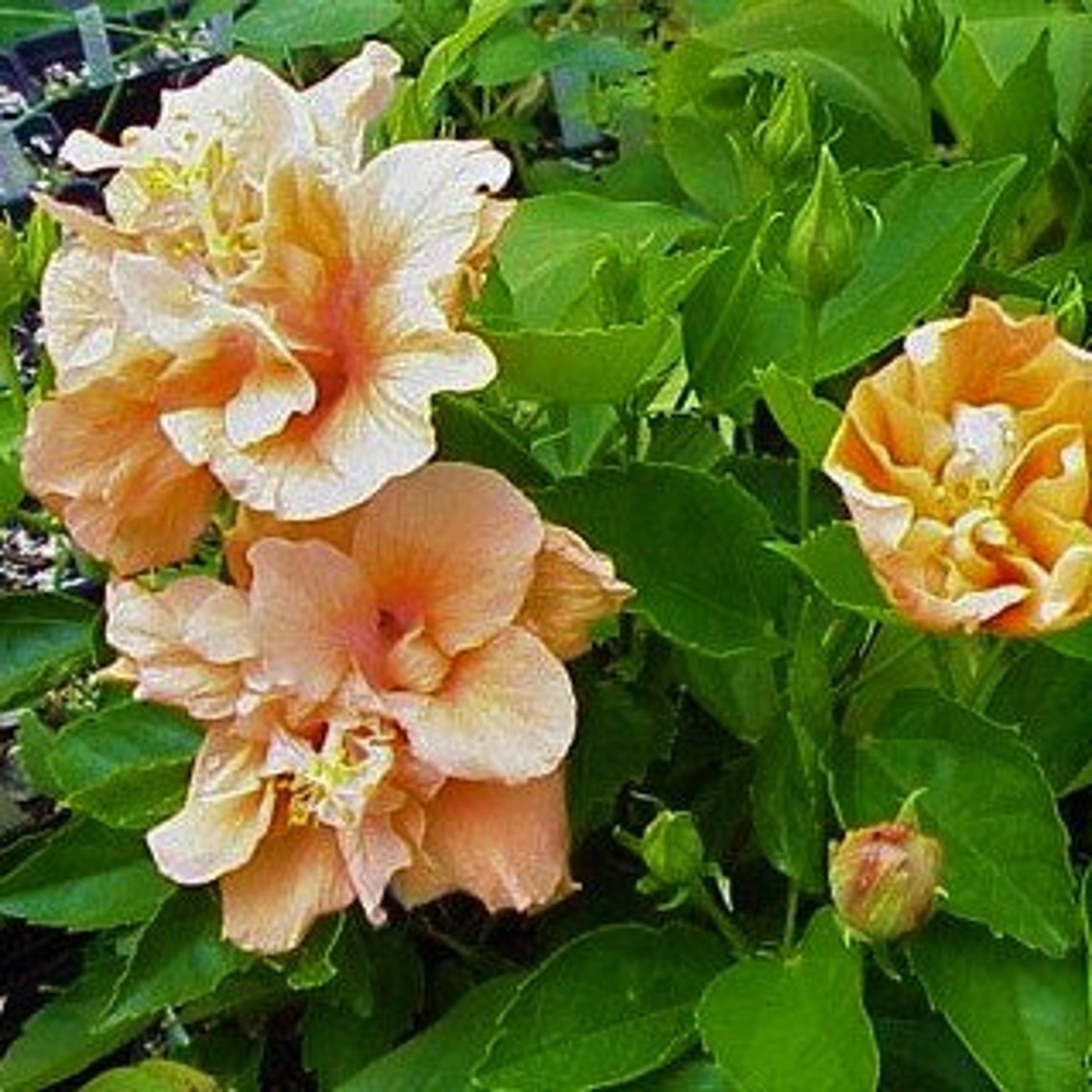 Hibiscus Syriacus Double Salmon Winter Hardy 10 50 250 Or Etsy