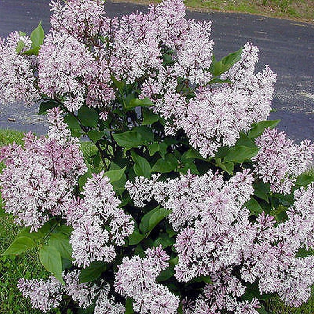 Manchurian Lilac Syringa 100 Seeds - Etsy
