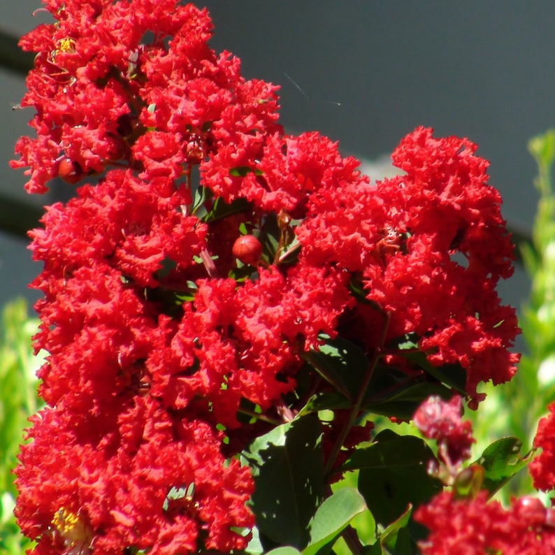 RED French Lilac CONGO Syringa Vulgaris Changes Color 15 to - Etsy