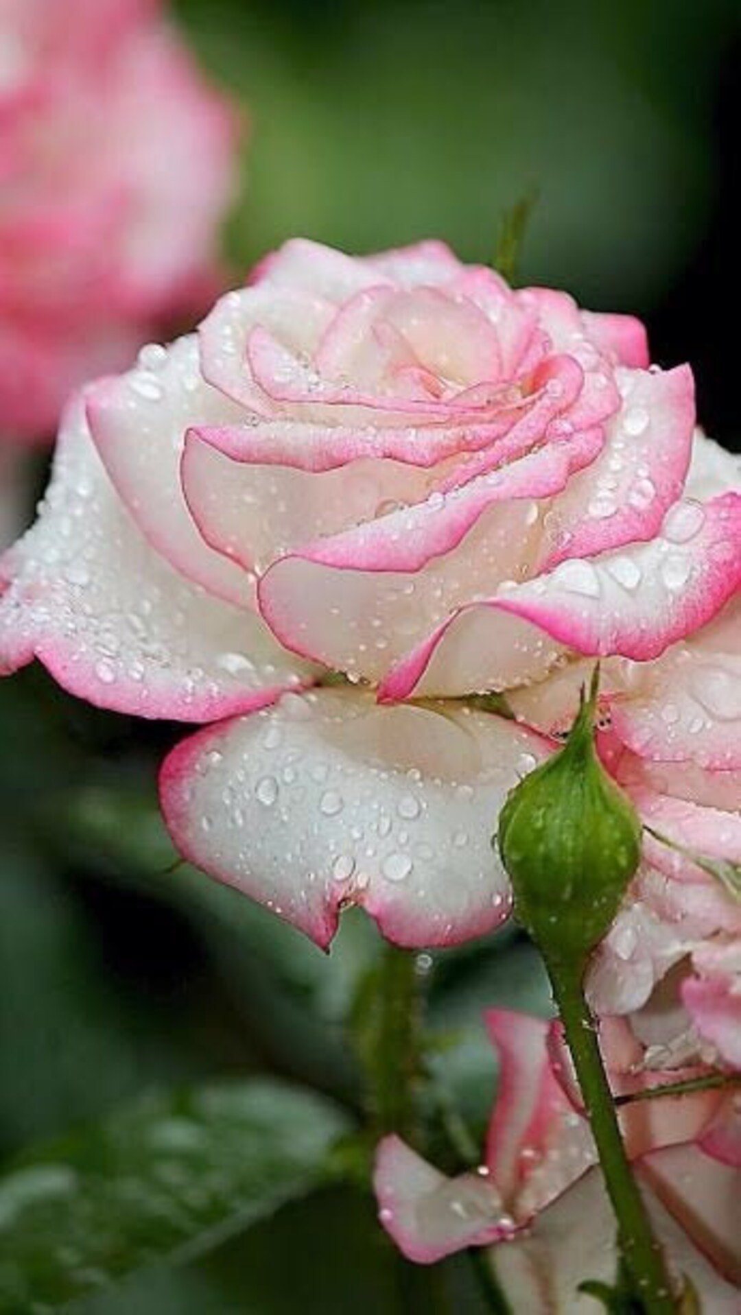 Rose Valerie 10. 50. 250 or 1000 Seeds, Sowing Instructions in Item ...