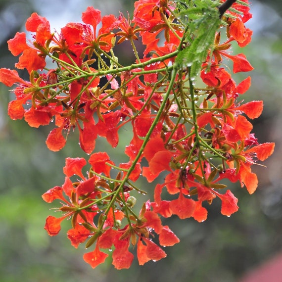 Fire Tree Flower