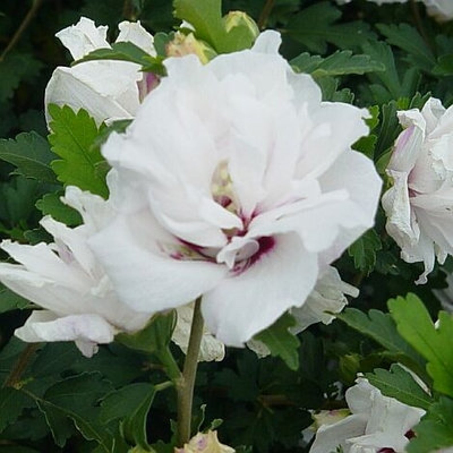 Hibiscus Syriacus Double White Winter Hardy 10 50 250 Or Etsy