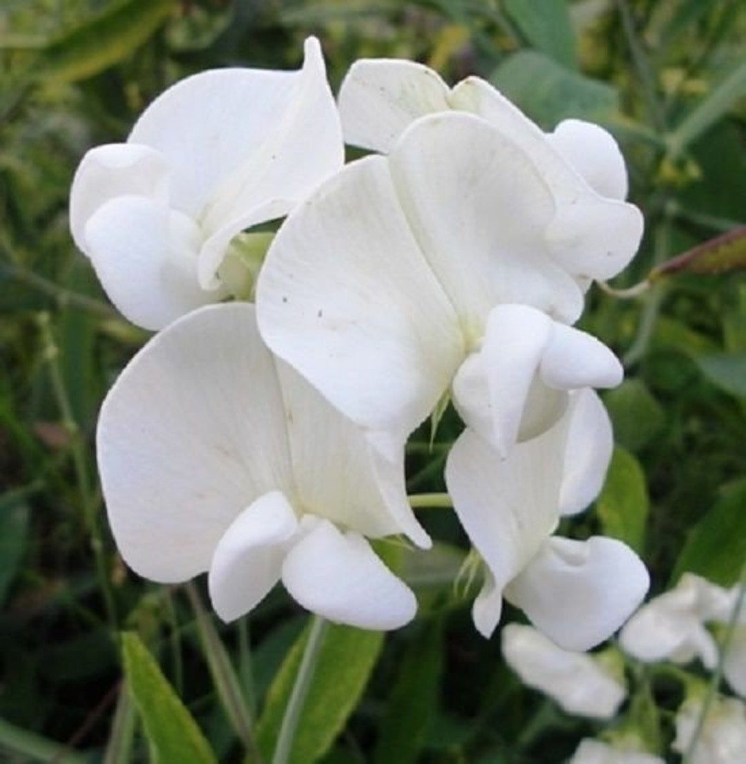 White Sweet Pea