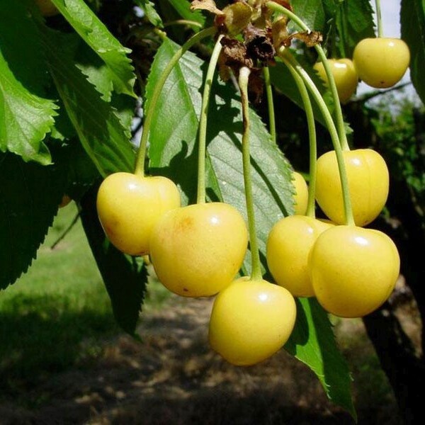 Cherry Tree - Etsy