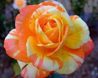 RARE no Plant Red Blood ROSE Flower Tree Bush 3 10 20 or 30 - Etsy