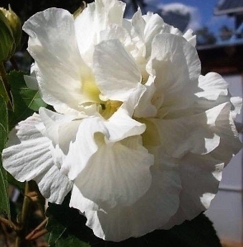Hibiscus Syriacus Double White Winter Hardy 10 50 250 Or Etsy