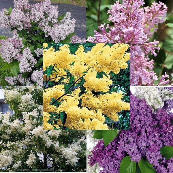 Lilac Seeds - Etsy