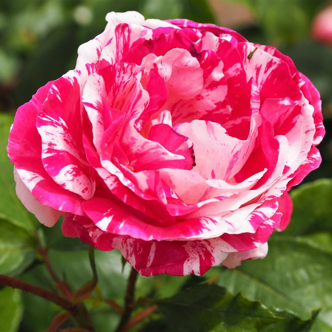 Ballerina Rose 10, 50, 250 or 1000 Seeds, Sowing Instructions in Item ...
