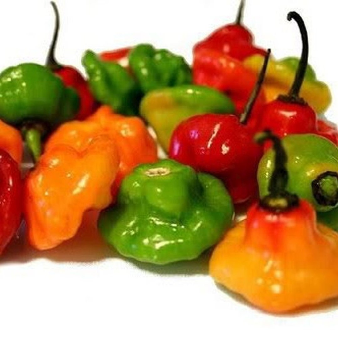 Ajicito, Aji Dulce, Aji Gustoso, Cachucha, Puerto Rican Sweet Pepper 50 ... Ajicito, Aji Dulce, Aji Gustoso, Cachucha, Puerto Rican Sweet Pepper 50 ...