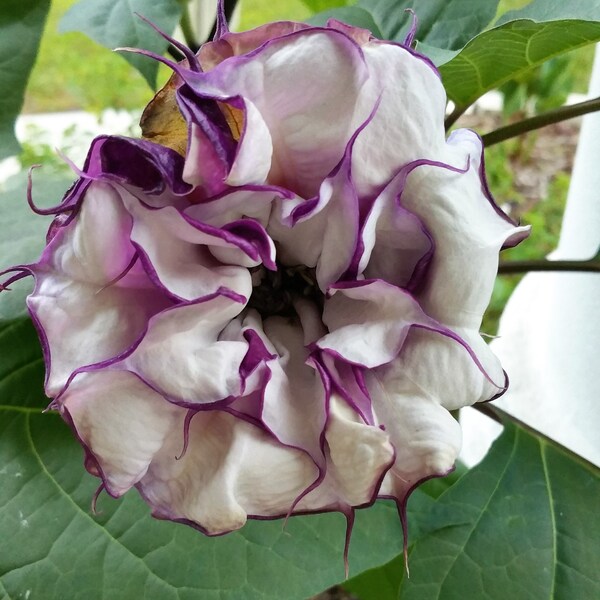 FloridaOceanShack - Etsy