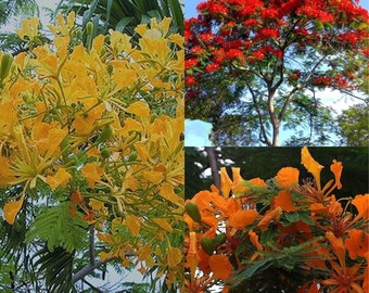 Seeds & Seed Bombs Home & Living Spathodea campanulata Seed Pack ...