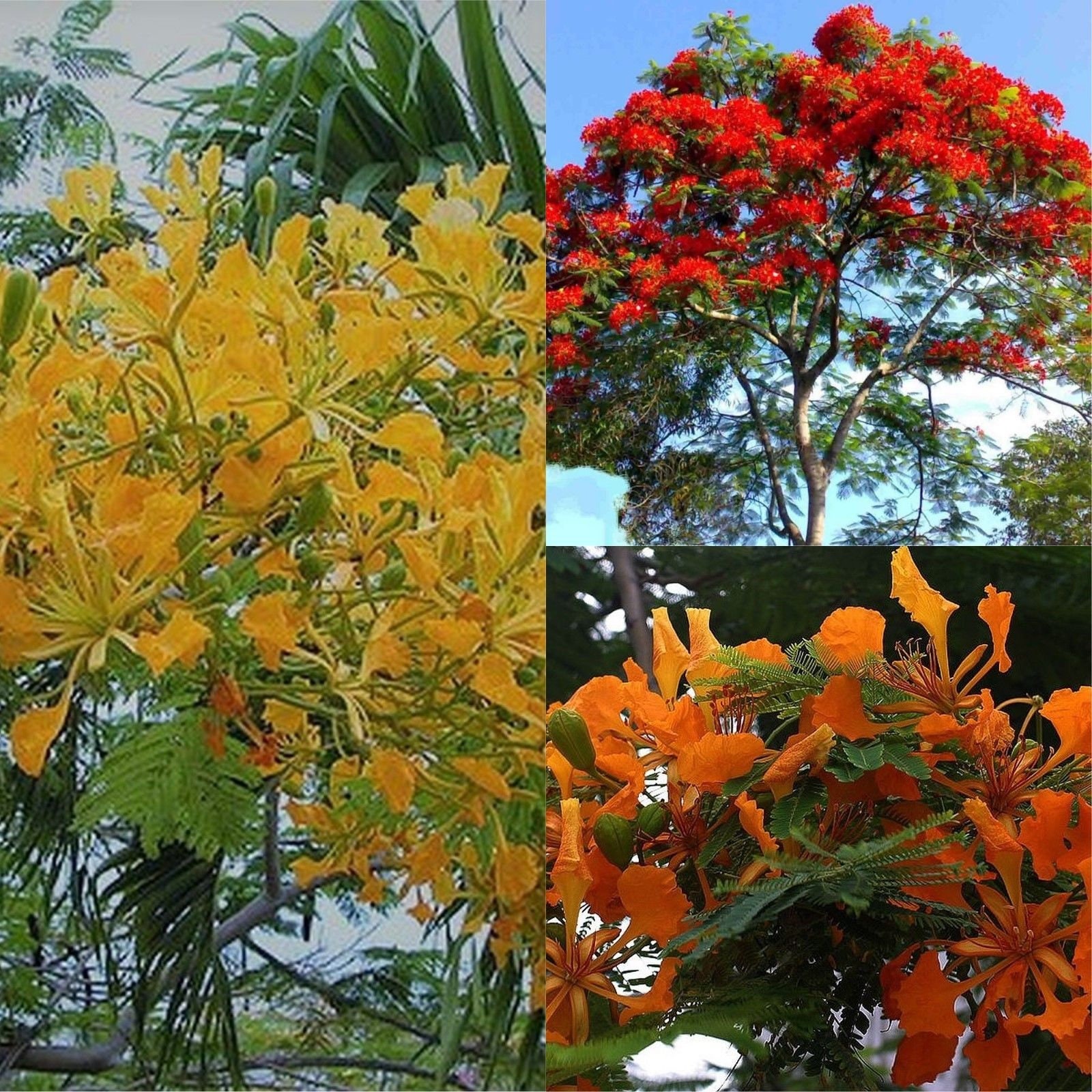 Delonix Regia Flower
