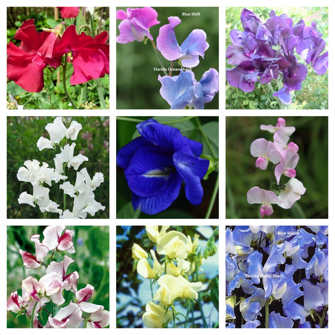 SWEET PEA 9 Different Colors, Varieties, Your Choice 50 Seeds, 1 Oz, 4 ...