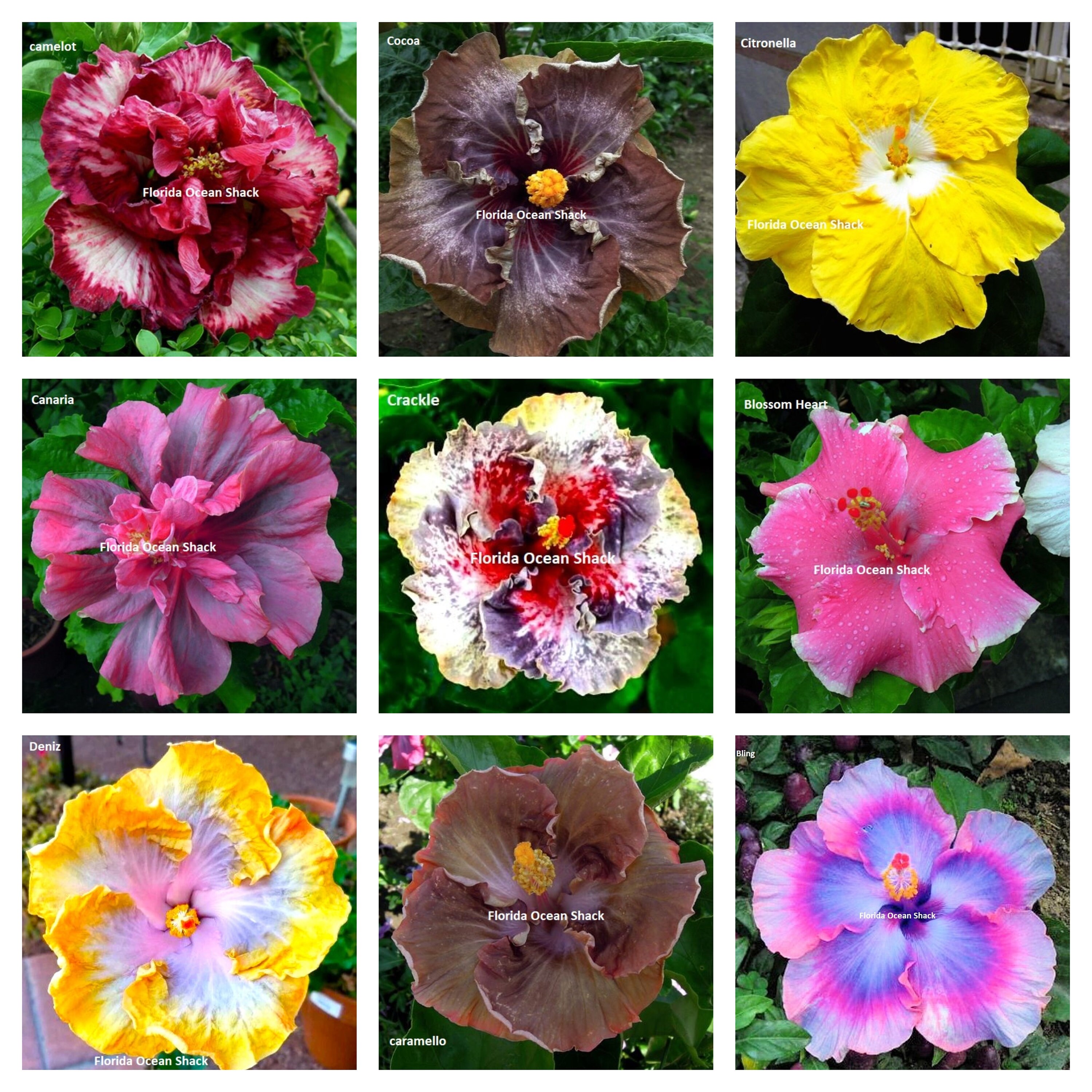 How You Collect Hibiscus Seeds