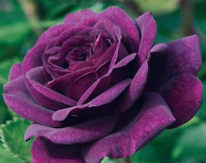 PURPLE CLIMBING ROSE Hardy Zones 3-9 Violet Double Flowers Shrub, 3 ...