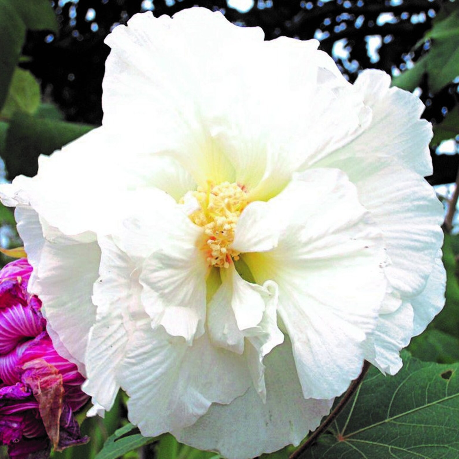 Hibiscus Syriacus Double White Winter Hardy 10 50 250 Or Etsy