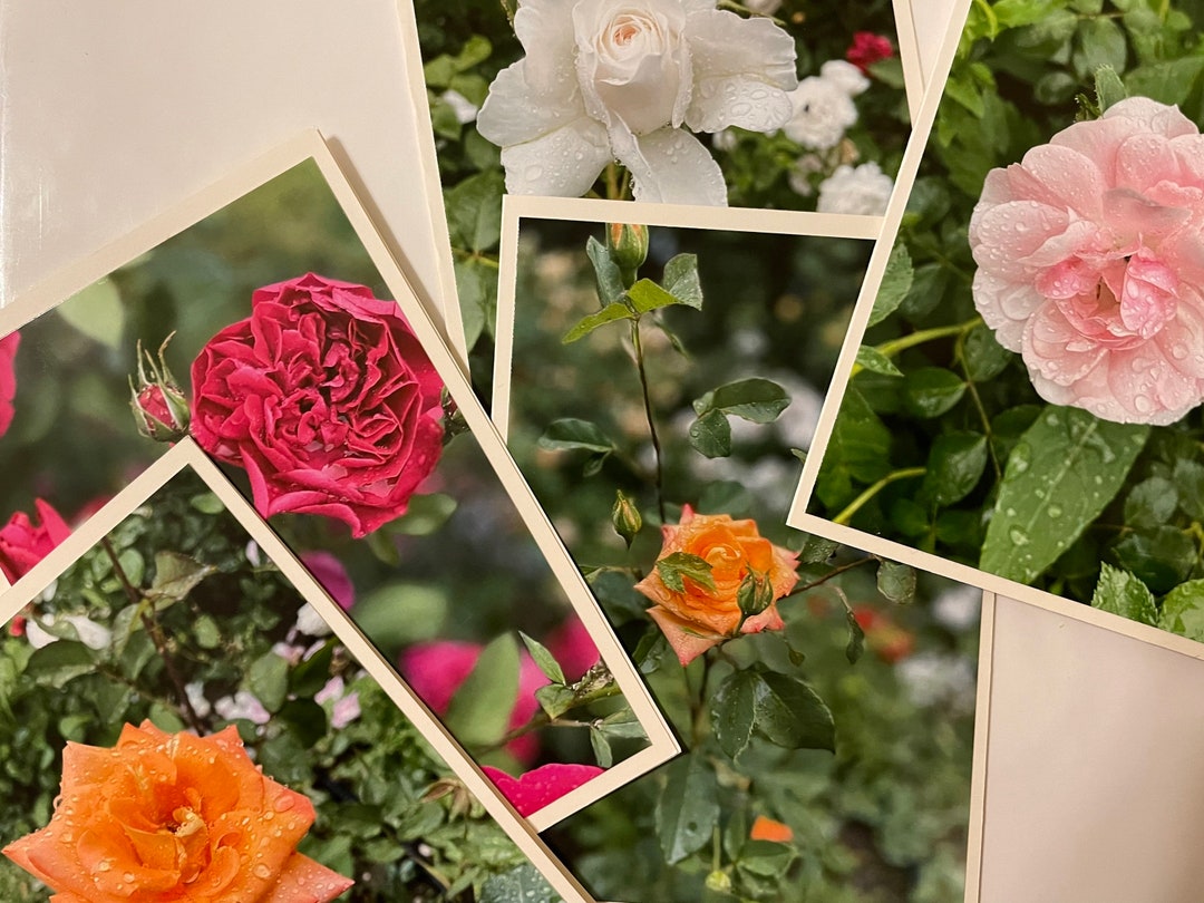 Rose Photo Cards, Assorted, Valentine's Day, (boxed Set of Five, 4x5.5 ...