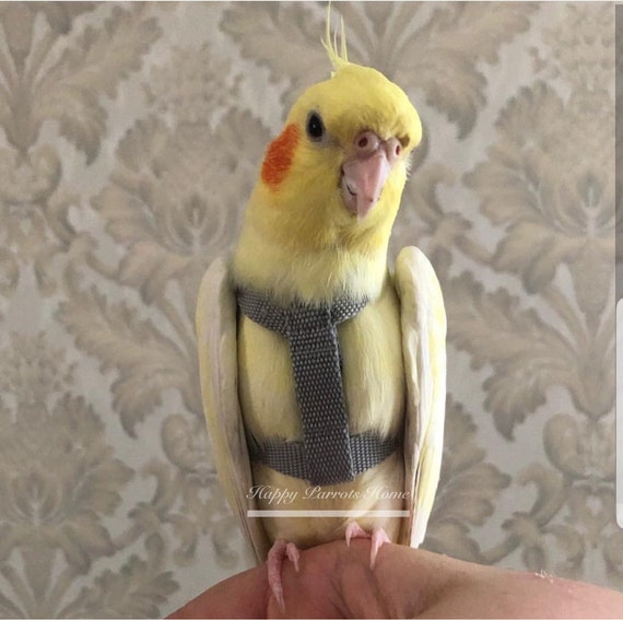 Discoverytheworld withyourbirdadjustable parrot harness well resistant material goodfortravels picnics 160cmleash bird harness 12colors Etsy UK
