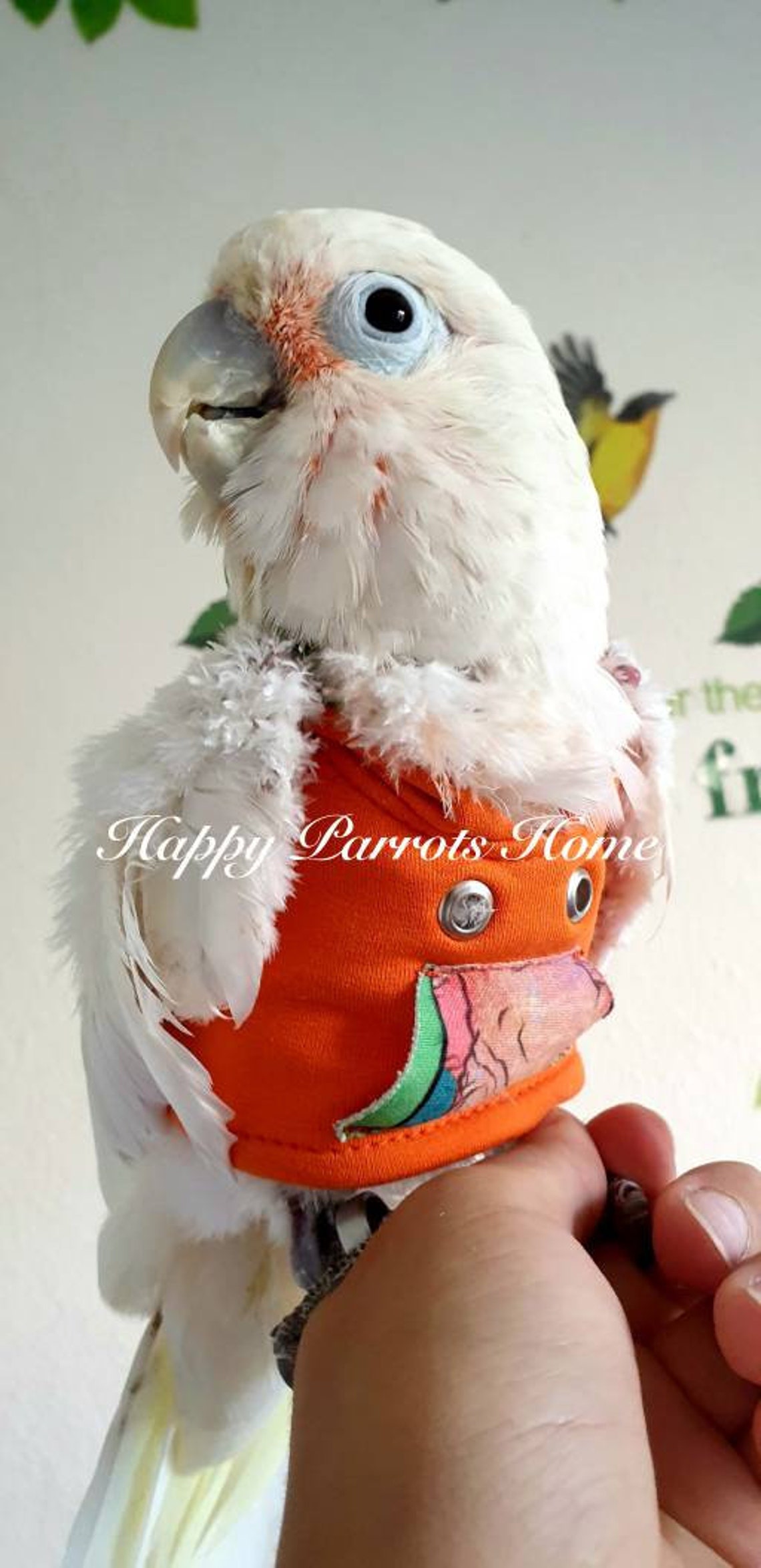 Orange//hoodie Birdie Pet Clothing Parrot Bird Hoodie for - Etsy